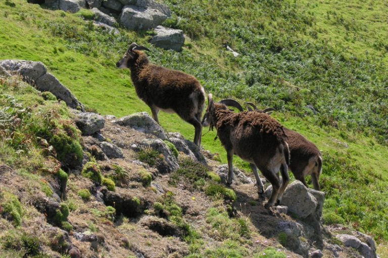 Soay Sheep: Hardy, Low-Maintenance, and Eco-Friendly - Countryside